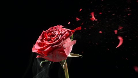 Red Rose Frozen Liquid Nitrogen Explodes Stock Footage Video (100% ...
