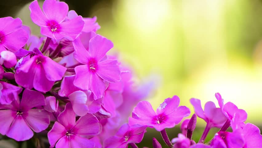 red fall flower closeup Stock Footage Video (100% Royalty-free) 7255393 ...