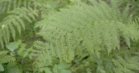 Lots Green Ferns On Meadows Fern Stock Footage Video (100% Royalty-free ...
