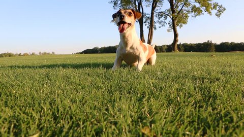 Agitated Young Healthy Active Dog Runs Stock Footage Video (100% ...