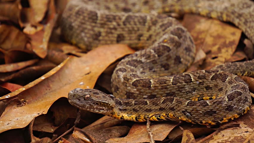 closeup view brazilian jararaca snake : vídeo stock (100% livre de ...