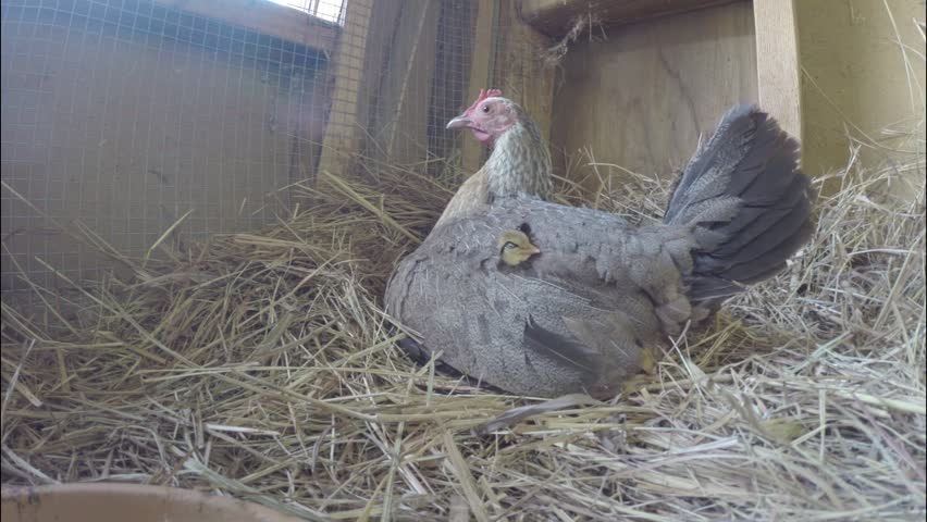 Baby Chicks Sleeping Under the Stock Footage Video (100% Royalty-free ...