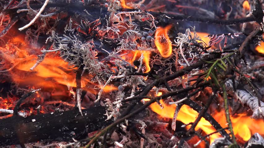 Real Wood Flames Fire Smoke Stock Footage Video (100% Royalty-free ...