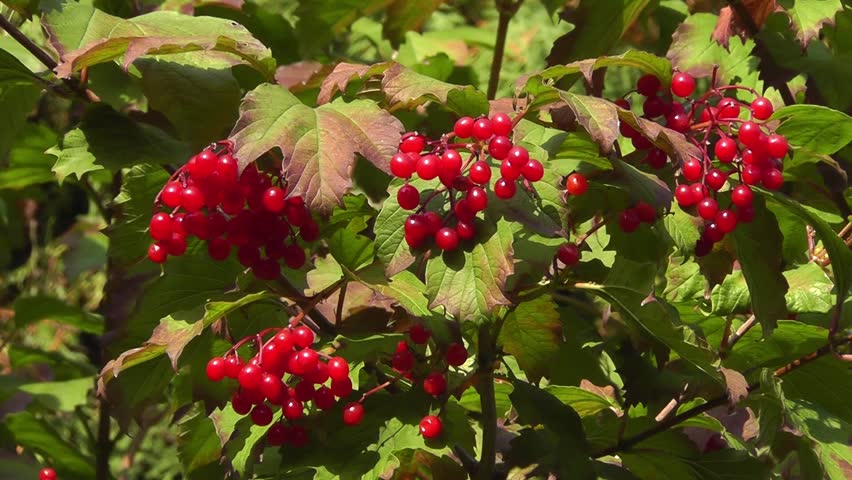 Red Berries of Viburnum Stock Footage Video (100% Royalty-free) 7316722 ...
