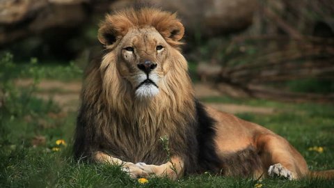 Lion Stock Footage Video (100% Royalty-free) 732280 | Shutterstock