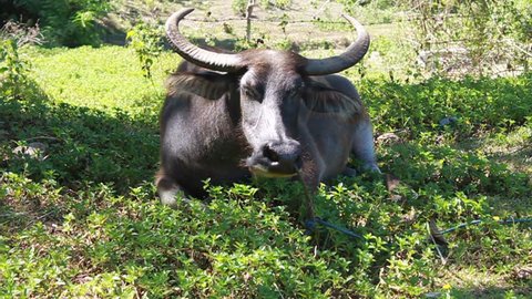 Philippine Water Buffalo Locally Known Carabao Stock Footage Video (100 ...
