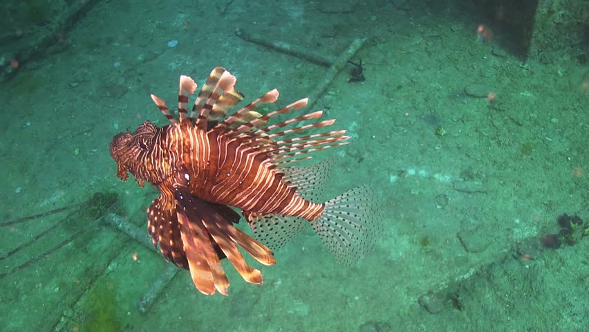 African Lionfish On Coral Reef, Stock Footage Video (100% Royalty-free ...