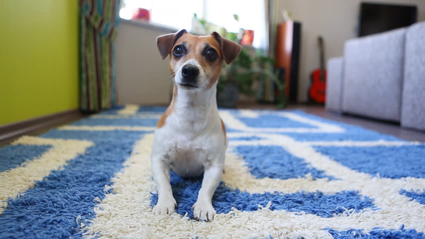 Small Dog Play with Toy Stock Footage Video (100% Royalty-free) 7334107 ...