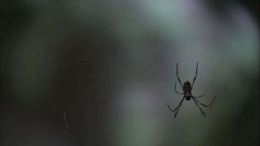 focus pull spider koala mother bab Stock Footage Video (100% Royalty ...