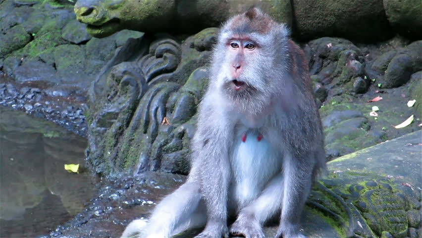 Funny Monkey Sitting and Coughing Stock Footage Video (100% Royalty ...