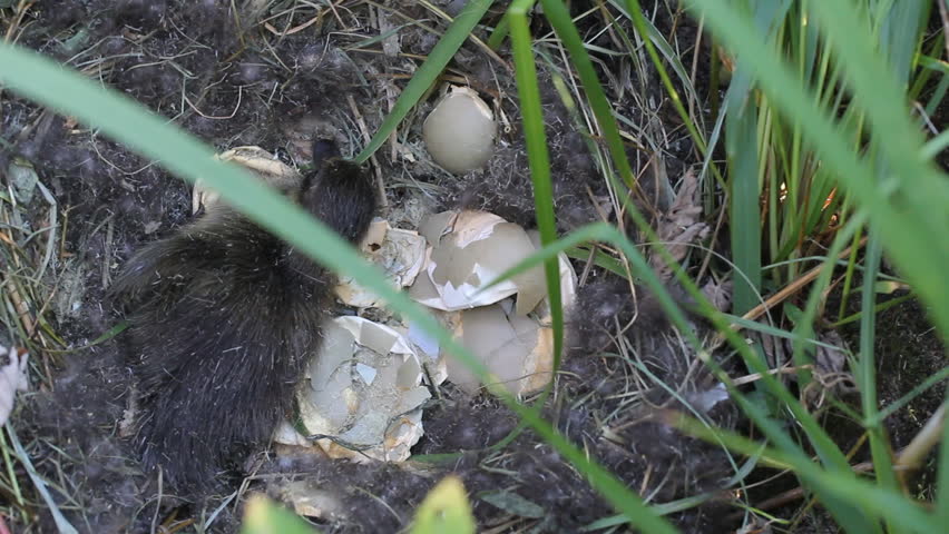 Baby ducklings in a nest image - Free stock photo - Public Domain photo ...