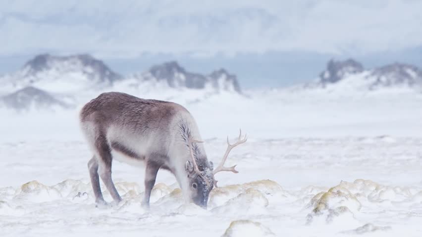 Wild Reindeer in Snow Blizzard Stock Footage Video (100% Royalty-free ...