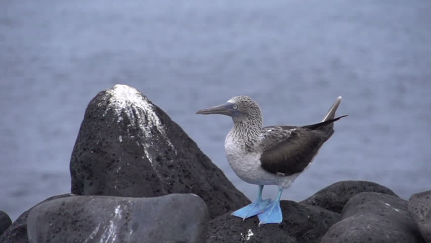 blue footed booby poops rocks slow Stock Footage Video (100% Royalty ...