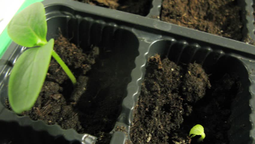 growing green plant sprouts boxes time Stock Footage Video (100% ...