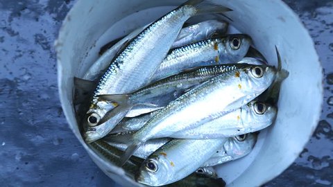 Silver Scabbardfish Lepidopus Caudatus Iis Cutlassfish Stock Photo ...