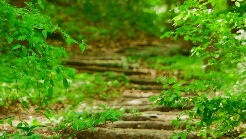 overgrown forest trail path wild plants Stock Footage Video (100% ...