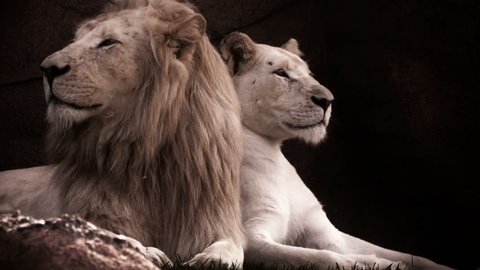 Lion Lioness Posing Together Stock Footage Video (100% Royalty-free ...