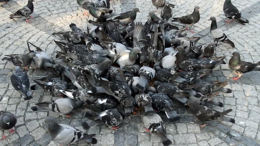 pigeon pigeons fight dove piegon culver Stock Footage Video (100% ...