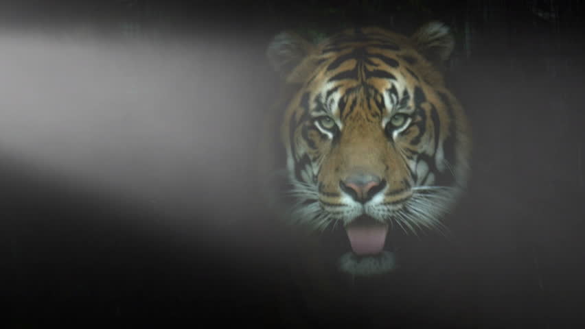 Tiger Framed in Dramatic Lighting Stock Footage Video (100% Royalty ...