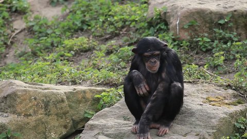 Bonobo Monkeys Mating Sex On Grass Stock Footage Video (100% Royalty ...