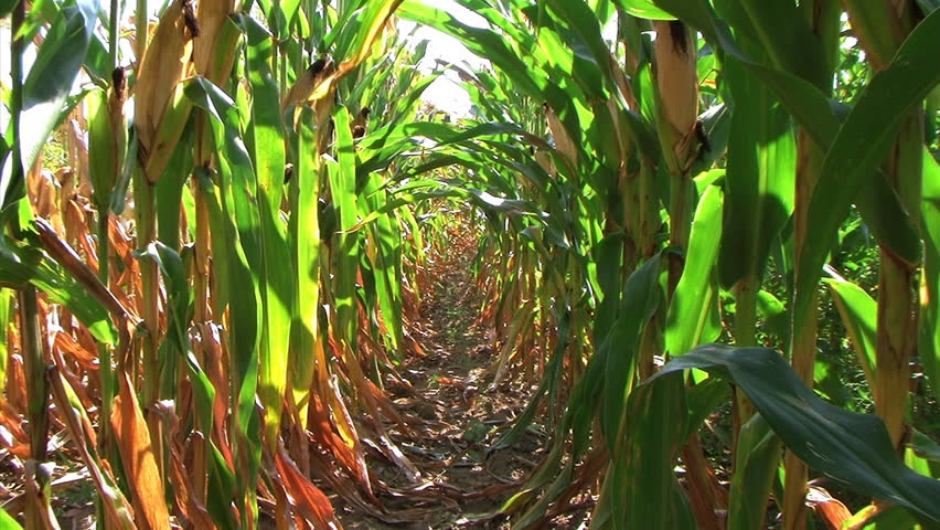Corn Row Zoom Stock Footage Video (100% Royalty-free) 74104 | Shutterstock