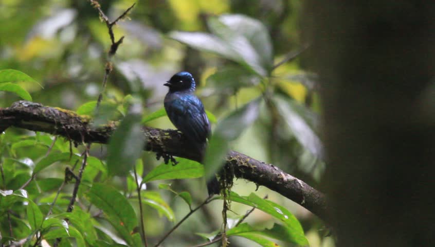 sumatran drongo dicrurus sumatranus sumatra indonesia Stock Footage ...