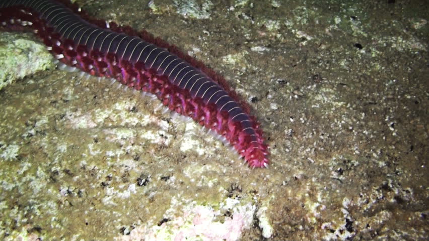 Underwater Footage. Common Fire Worm Stock Footage Video (100% Royalty ...
