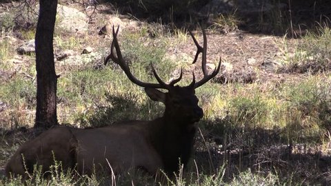 Green Forest Wild Elk Forest Vector Stock Vector (Royalty Free) 564468160