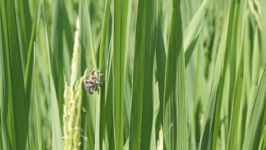 beetles breeding rice fields Stock Footage Video (100% Royalty-free ...