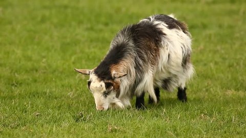 Pygmy Goat Eating Grass Field Stock Footage Video (100% Royalty-free ...