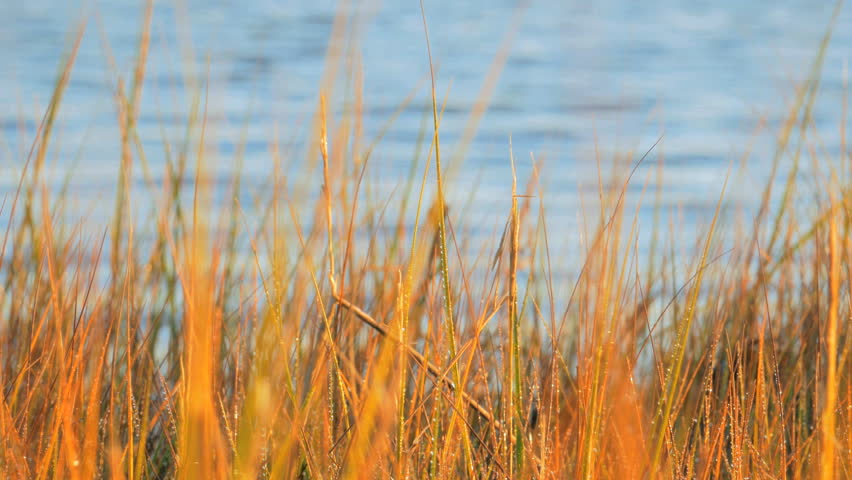 Grass Reeds with Ocean Water Stock Footage Video (100% Royalty-free ...