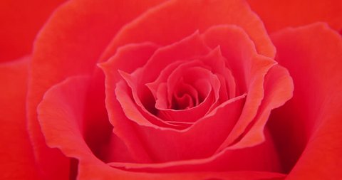 Slowly Revolving Red Rose Flower Black Stock Footage Video (100% ...