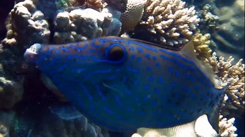 Hone Fish Very Close Dive Sea Stock Footage Video (100% Royalty-free ...