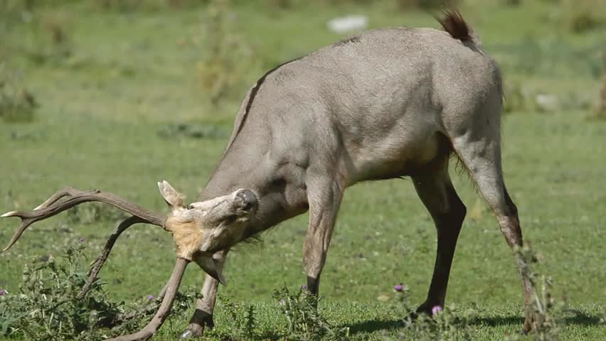 Pere Davids Deer (elaphurus Davidianus), Stock Footage Video (100% ...
