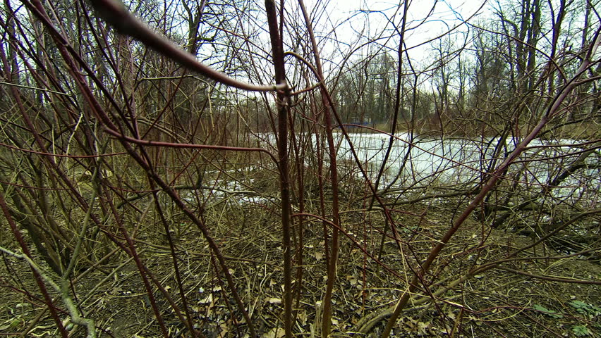 Bushes and Branches Without Leaves Stock Footage Video (100% Royalty ...