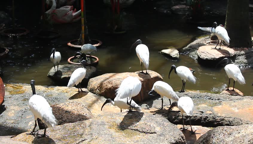 agriculture animal bird cackle country Stock Footage Video (100% ...