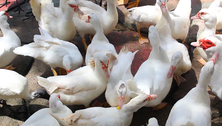 agriculture animal bird cackle country Stock Footage Video (100% ...