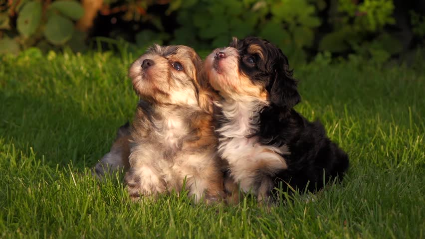two cute little havanese puppies sitting Stock Footage Video (100% ...