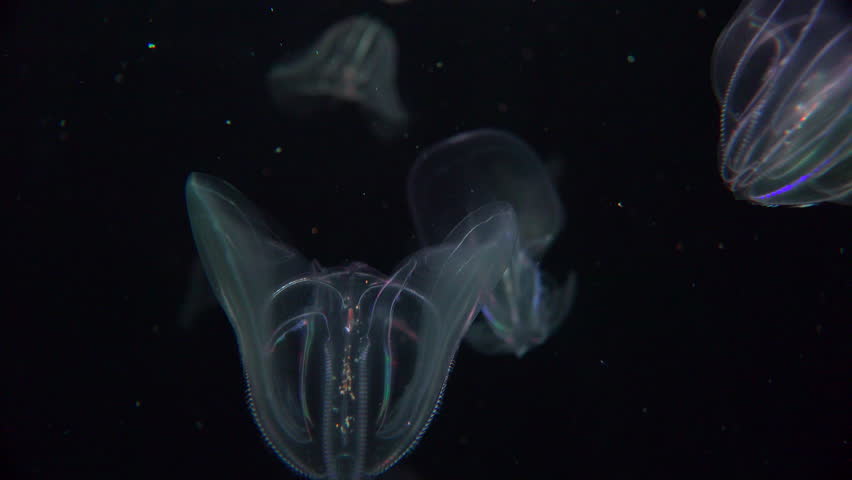 fascinating electric jellyfish underwater Stock Footage Video (100% ...