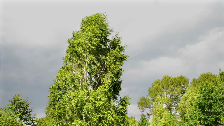 Strong Wind Trees