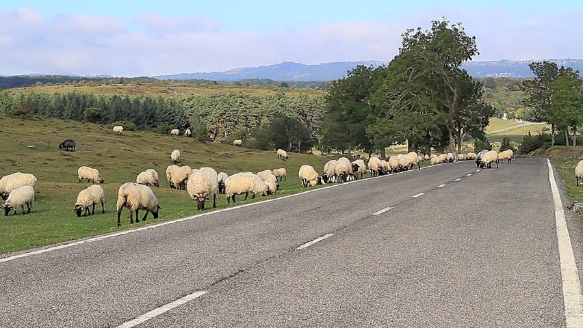 sheep crossing road Stock Footage Video (100% Royalty-free) 7548088 ...