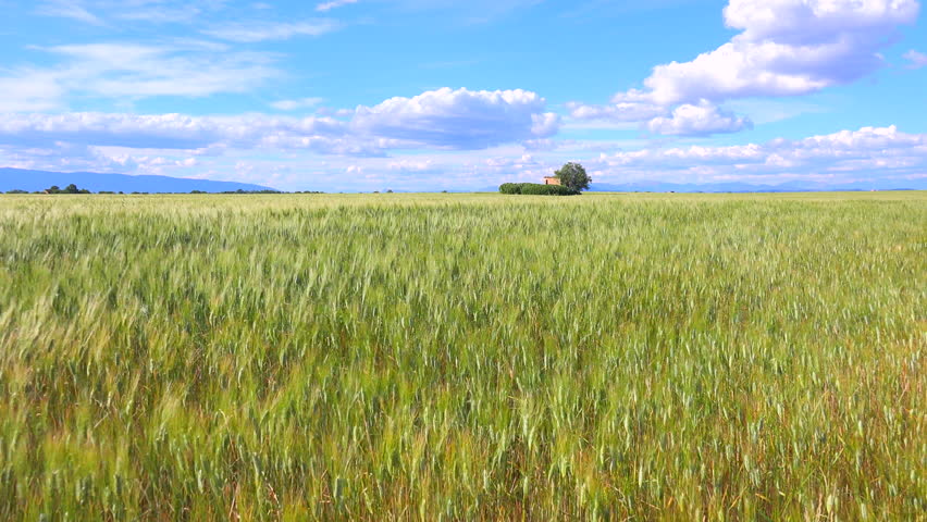 beautiful vast open fields waving grain Arkivvideomateriale (100 % ...