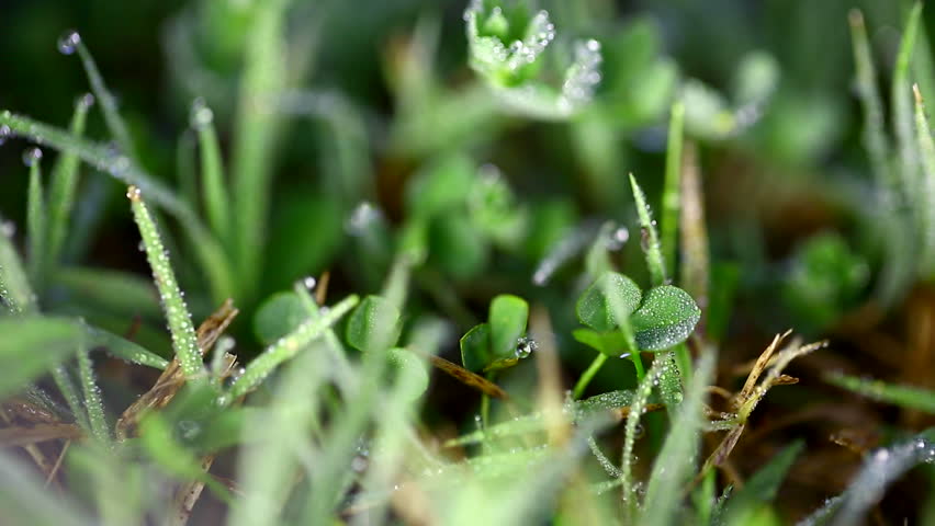 endangered rainforest two-banded chameleon furcifer balteatus Stock ...