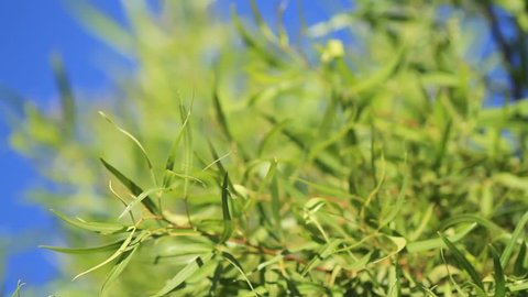 Tree Twigs Waving Bending Wind Stock Footage Video (100% Royalty-free ...