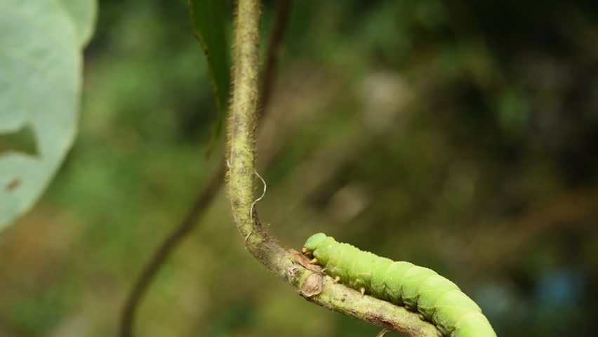 green worm wriggling on tree branch Stock Footage Video (100% Royalty ...