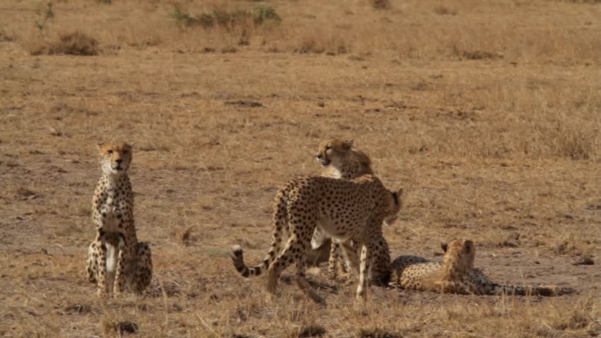 Group of Cheetahs Moving for Stock Footage Video (100% Royalty-free ...