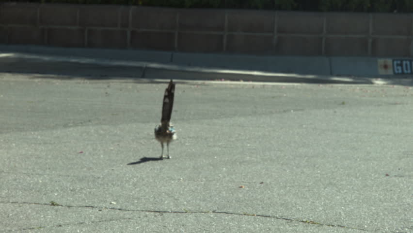 Road Runner Running and Catching Stock Footage Video (100% Royalty-free ...