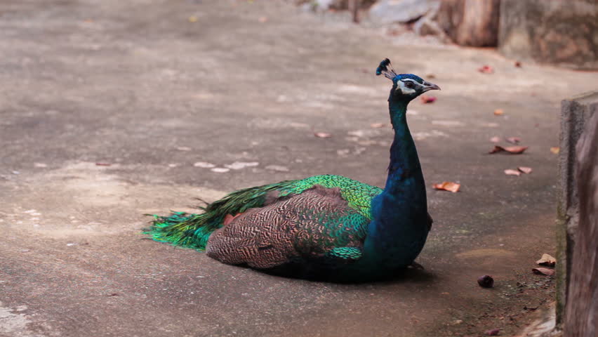 indian peafowl peacock lay down sleeping Stock Footage Video (100% ...
