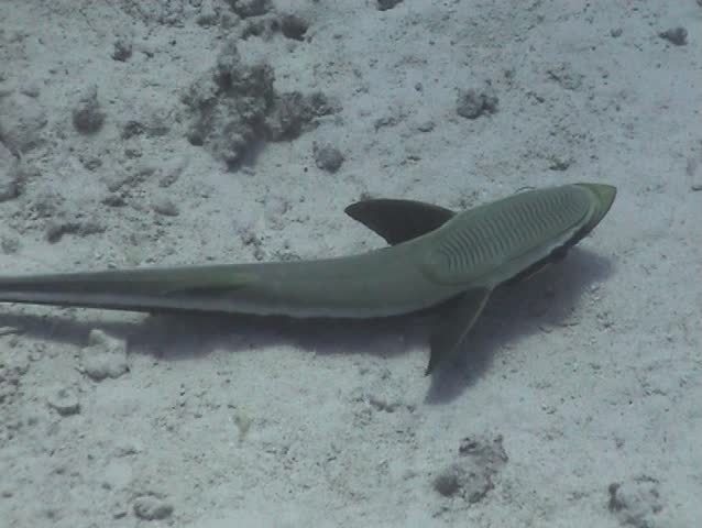remora fish swimming on seabed Stock Footage Video (100% Royalty-free ...