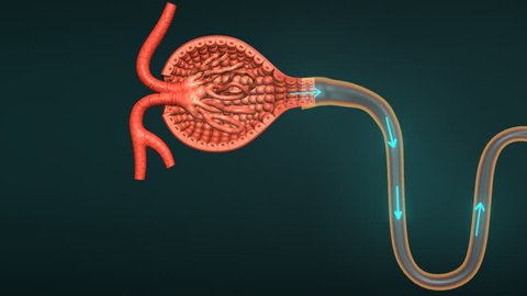 Medically Illustration Showing Crosssection Kidney Inferior Stock Illustration 1680698959 ...